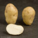 Independent assessment of the Arran Pilot potato variety